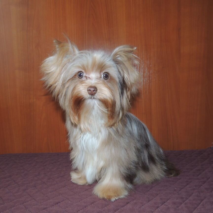 Перспективный мини мальчик