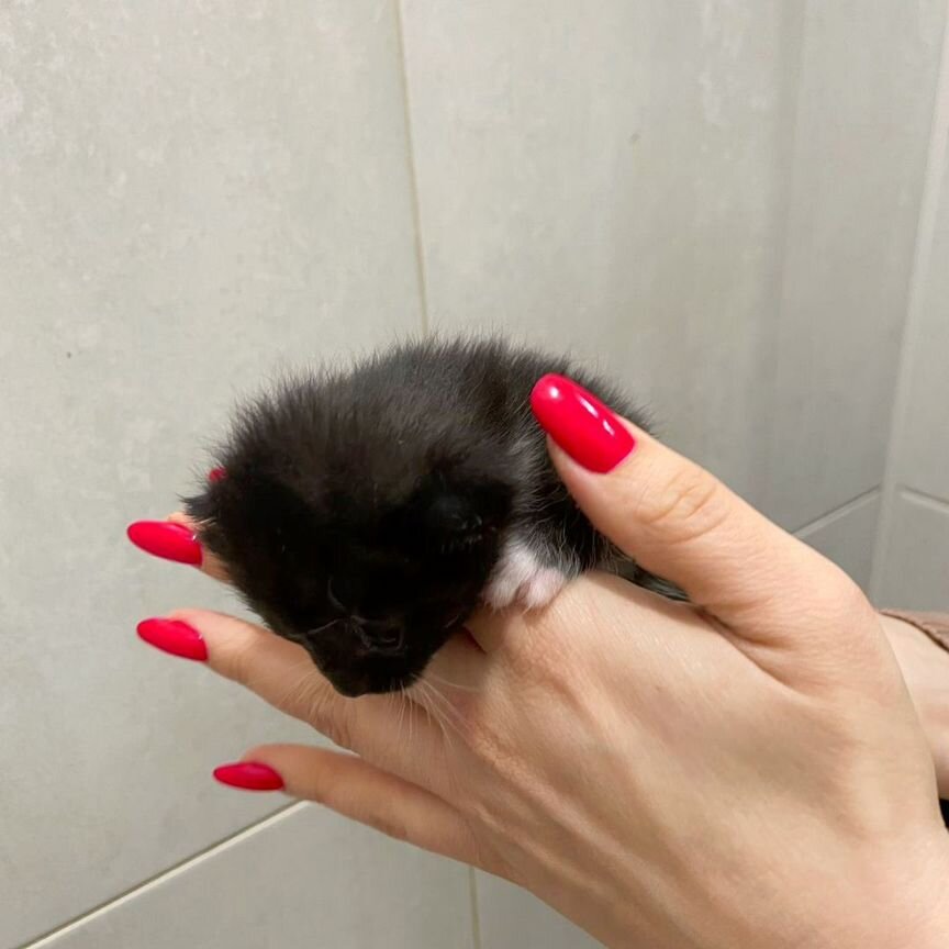 Отдам котят в добрые руки бесплатно