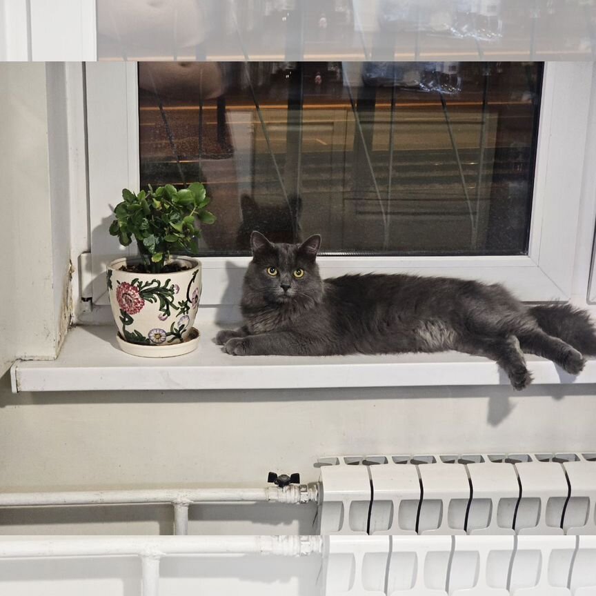 Кот смесь Нибелунг