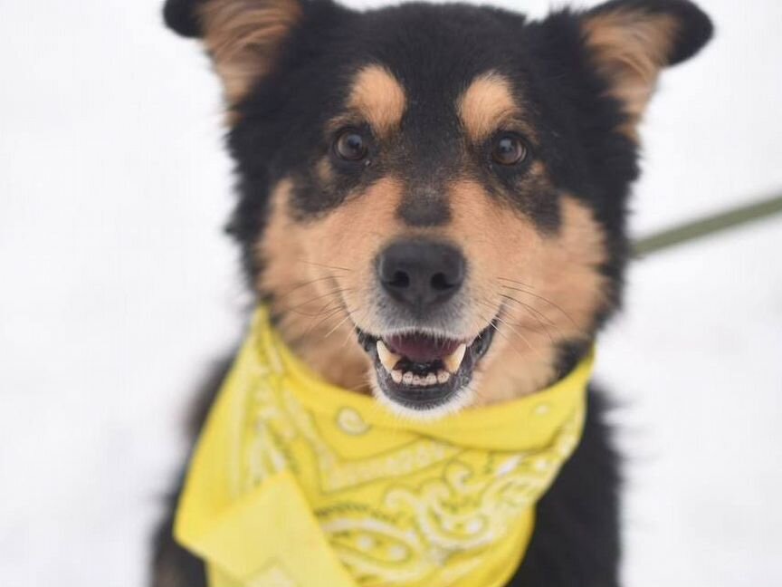 Молодой пес грустит в приюте