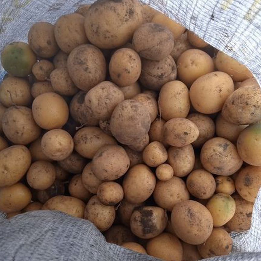 Картофель мелкий на корм скоту