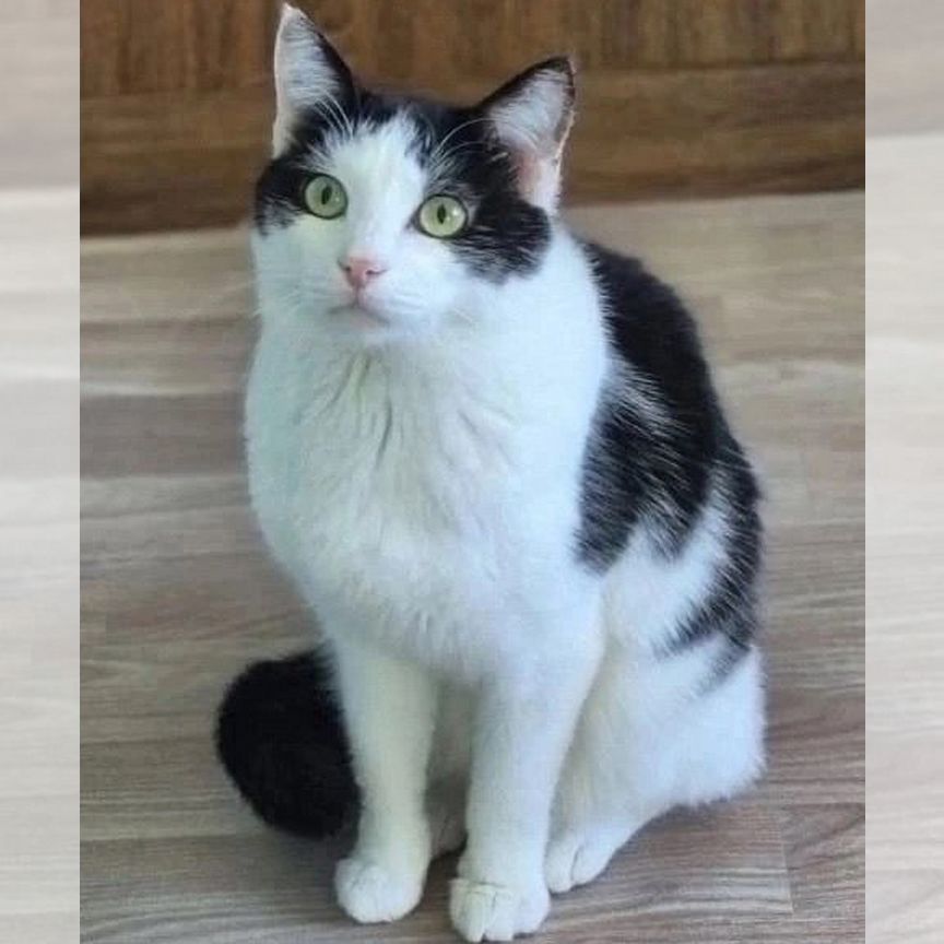 Взрослый кот в добрые руки