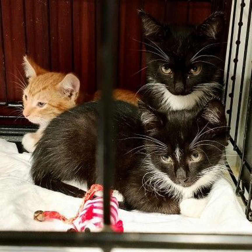 Маркизные котята живут в клетке