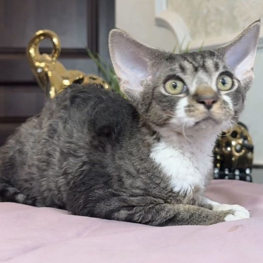 Девон-рекс котёнок