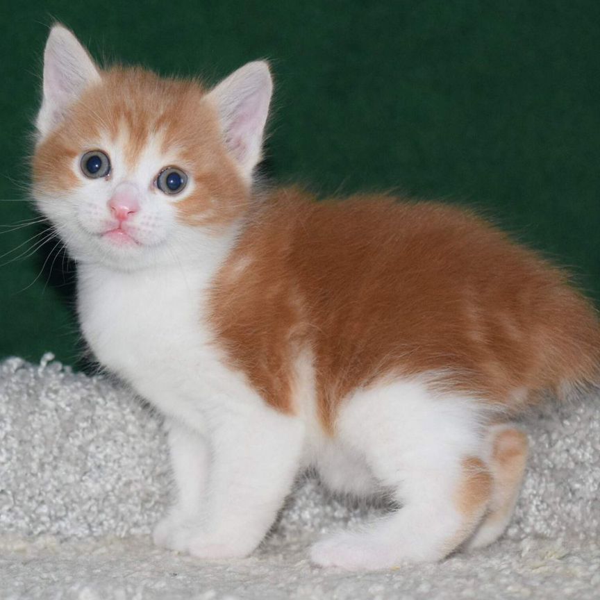 Яркий мальчик курильского бобтейла