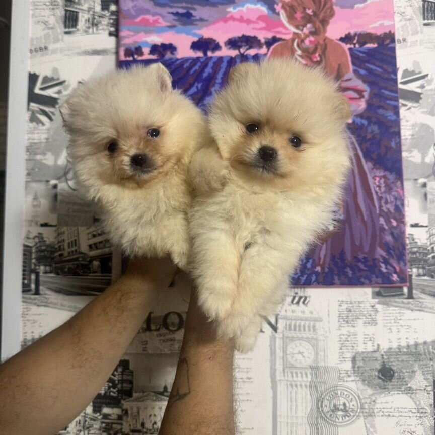 Померанский шпиц мини мальчик