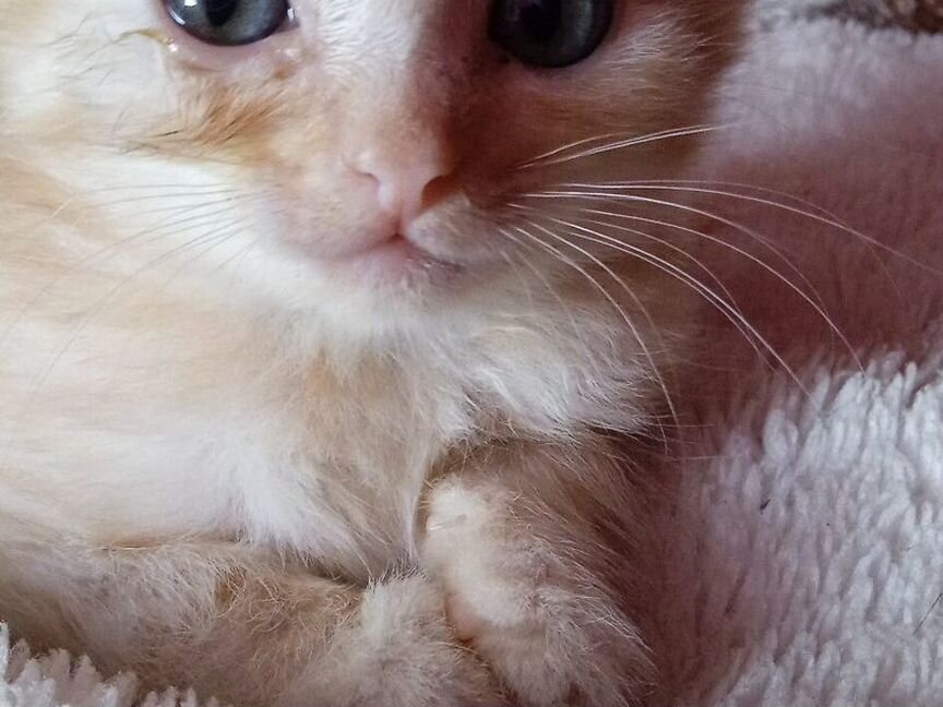 Котик 1.5 мес в добрые руки