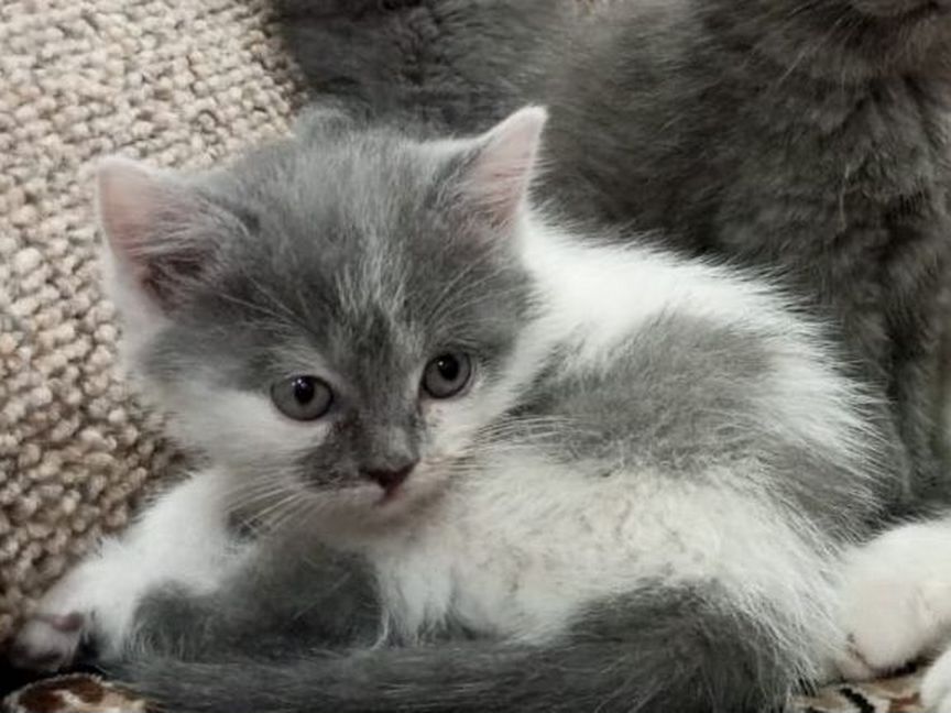 Котенок 2 месяца, девочка