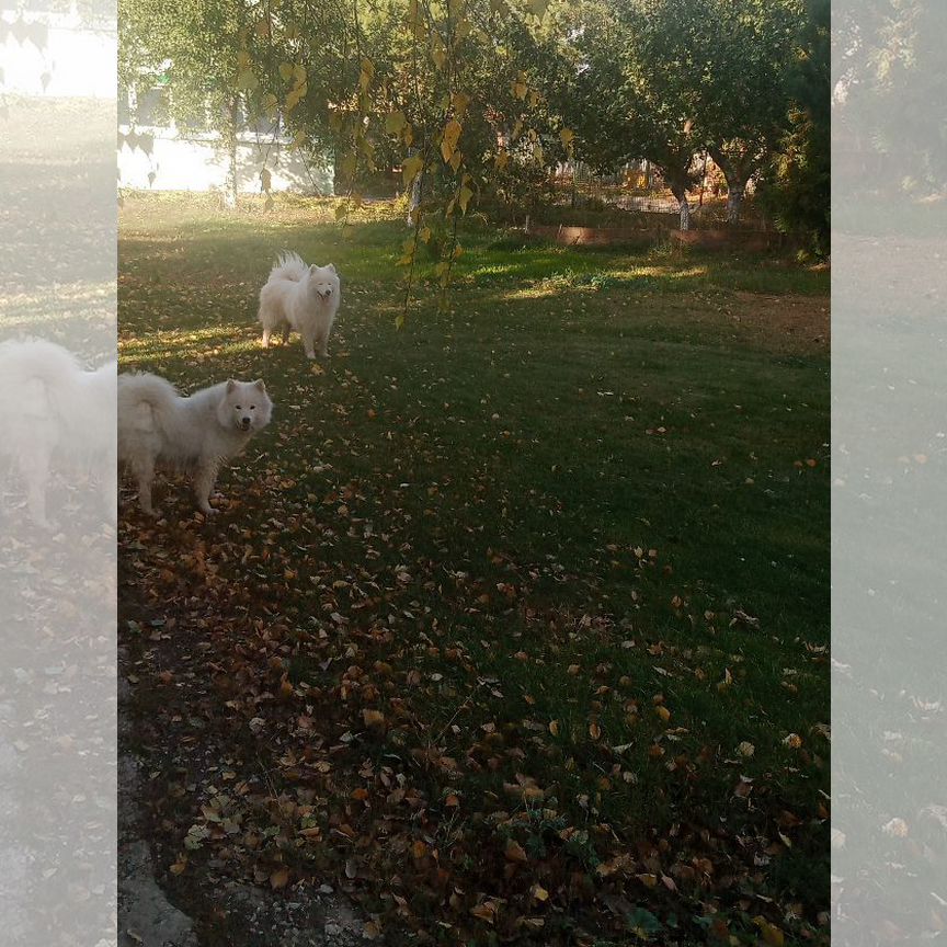 Щенки самоеды