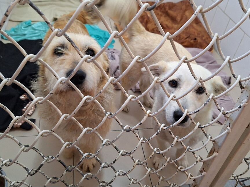 Две маленькие домашние собачки попали в отлов