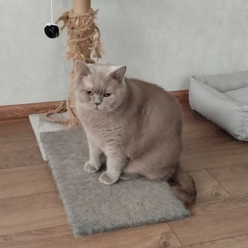 Отдам кота бесплатно
