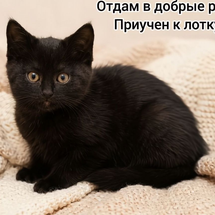 Котёнок в добрые руки
