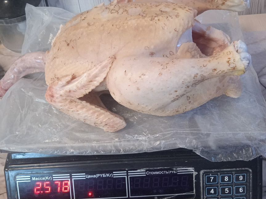 Бройлеры тушки мясо
