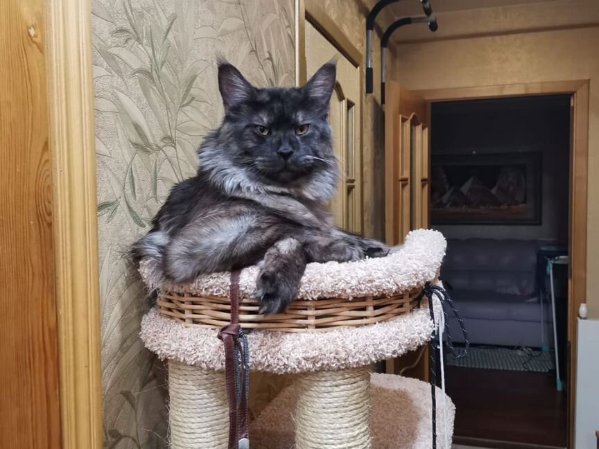 Кот мейн-кун вязка