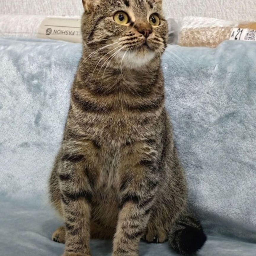 Кошечку в добрые руки