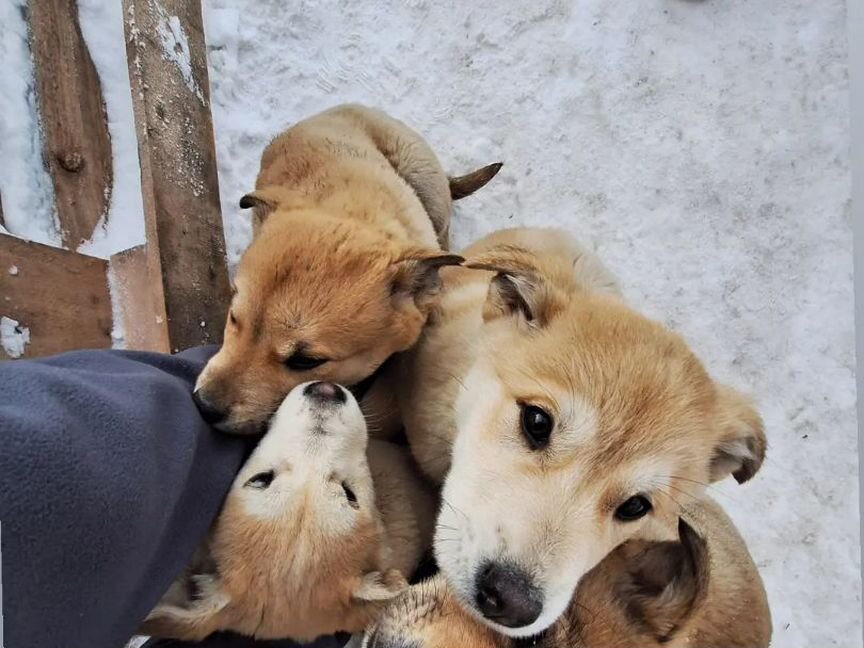 Собака в добрые руки отдам бесплатно
