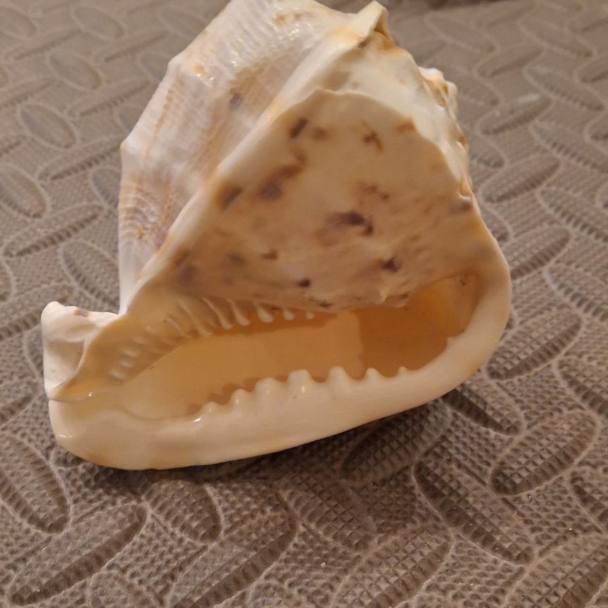 Ракушки морские