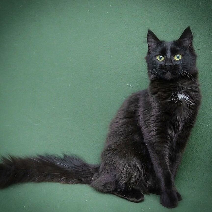 Мия (5 мес.) роскошная кошечка в поисках дома