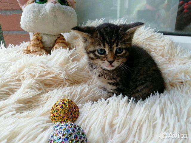 Котенок