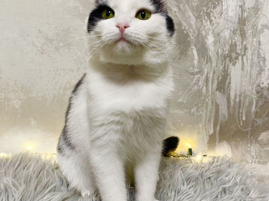 Котик с маленькими ушками в дар