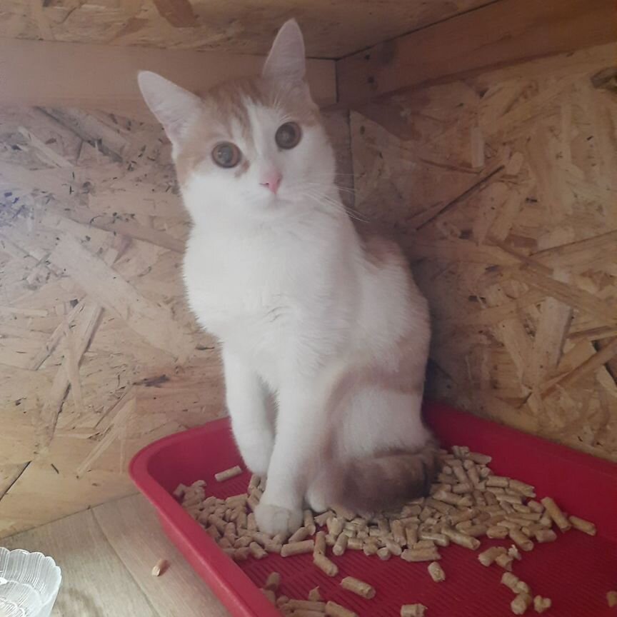 Кот