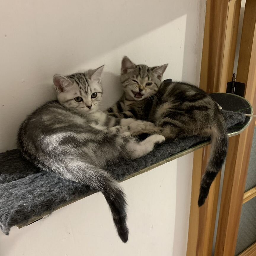 Британский короткошёрстный котёнок