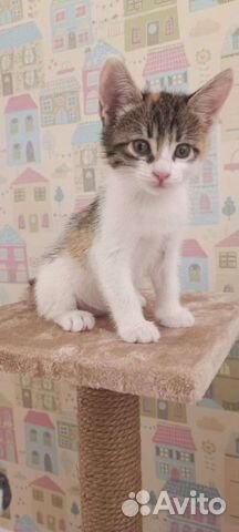 Трёхцветная кошечка на удачу