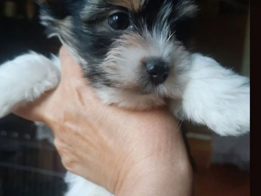 Щенки бивер йорка