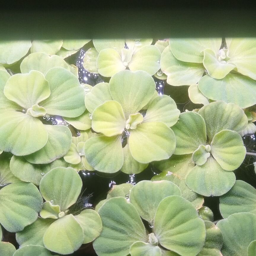 Аквариумные растения прополка, пистия