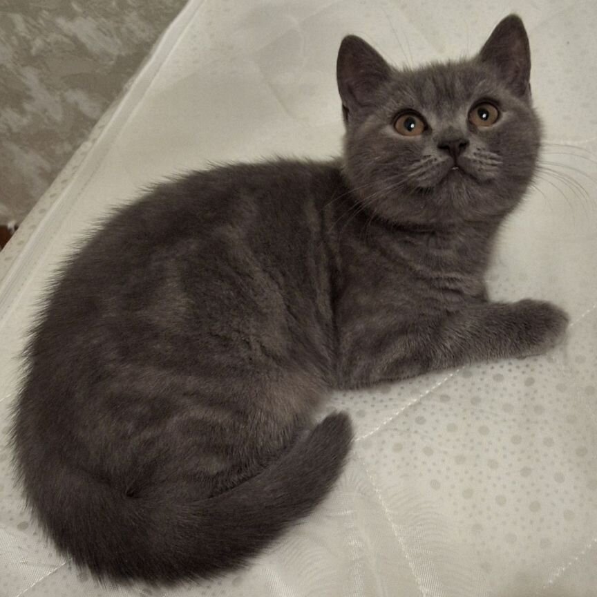 Шотландская