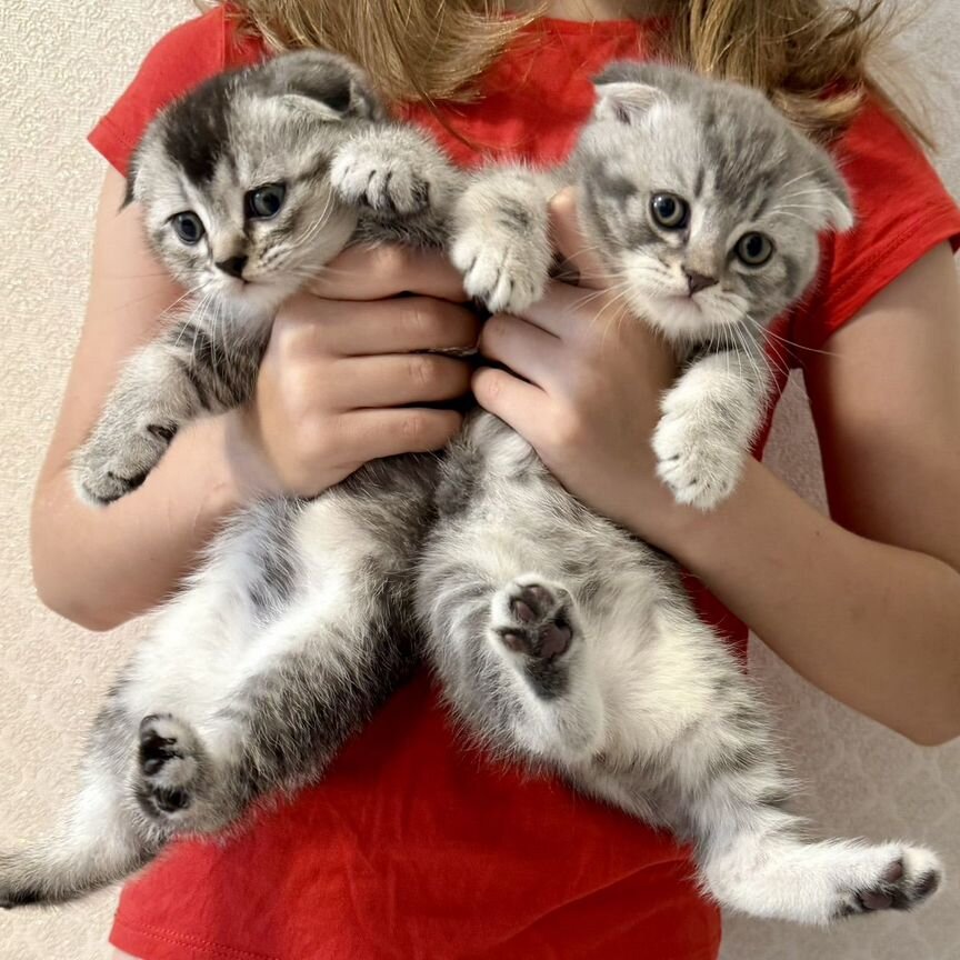 Шотландские вислоухие котята