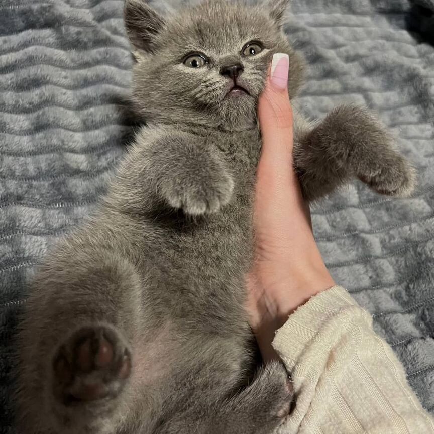 Британские котята