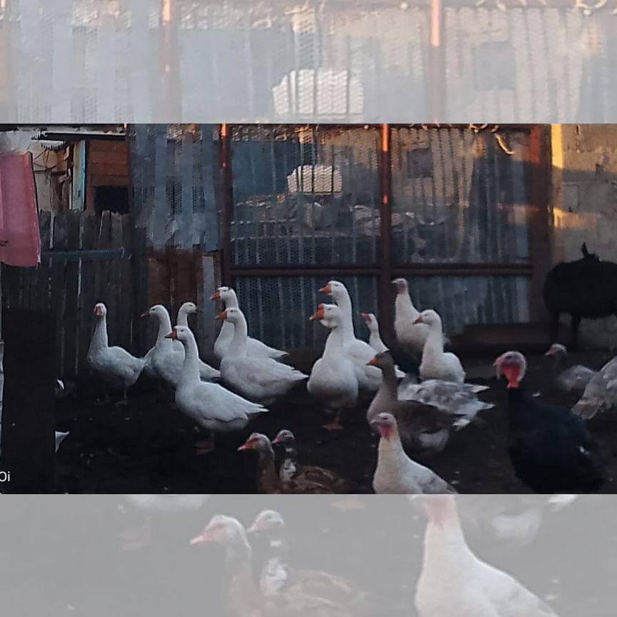 Гусь и индюки