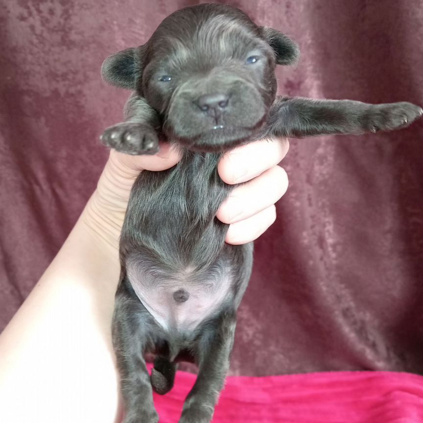 Мальтипу, щенок