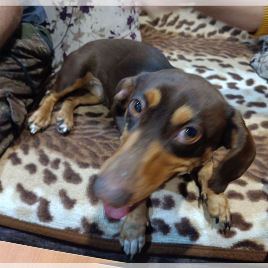 Кроличья жесткошерстная такса