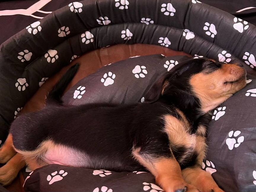 Щенок таксы