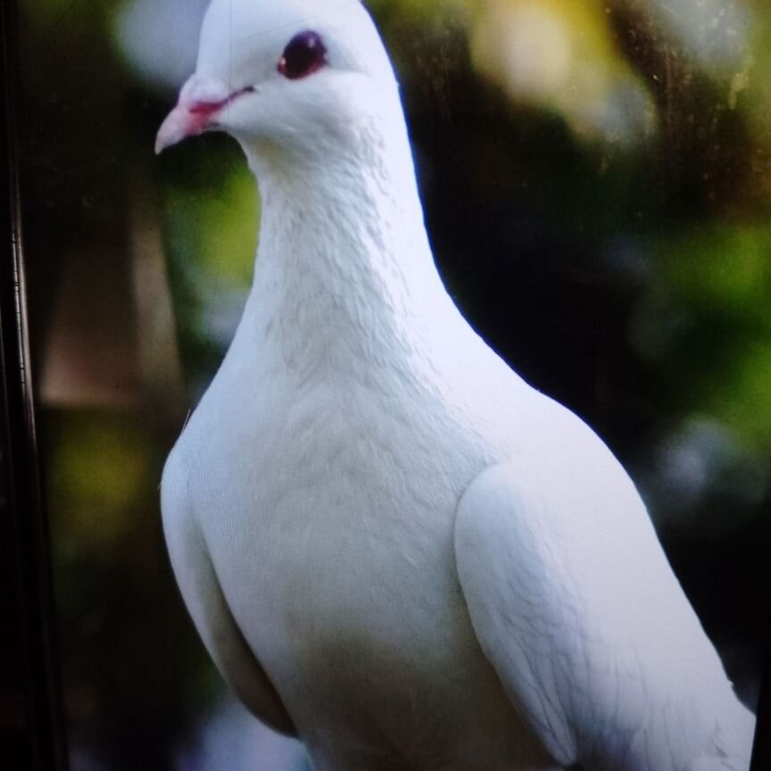 Выпуск Голубей на свадьбу Праздничный