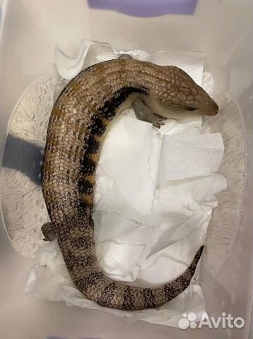 Синеязыкий сцинк