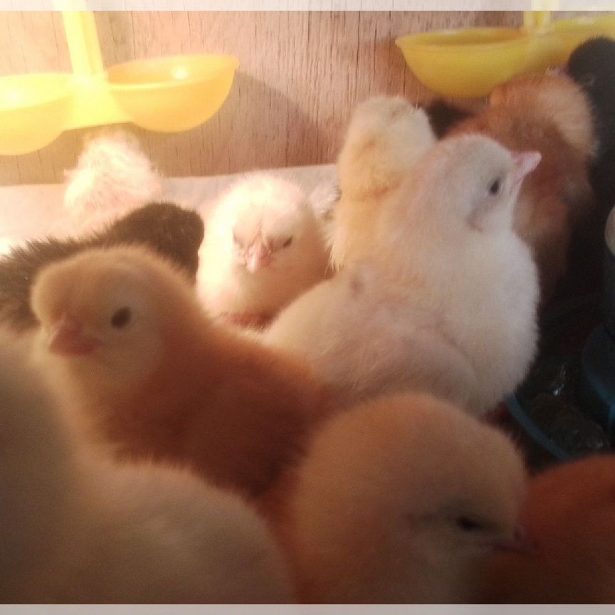 Цыплята несушки