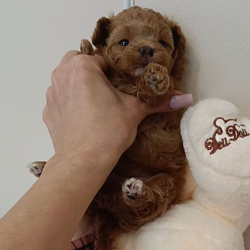 Мальтипу, щенок