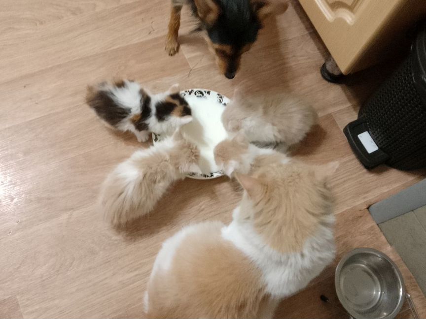 Котята в добрые руки