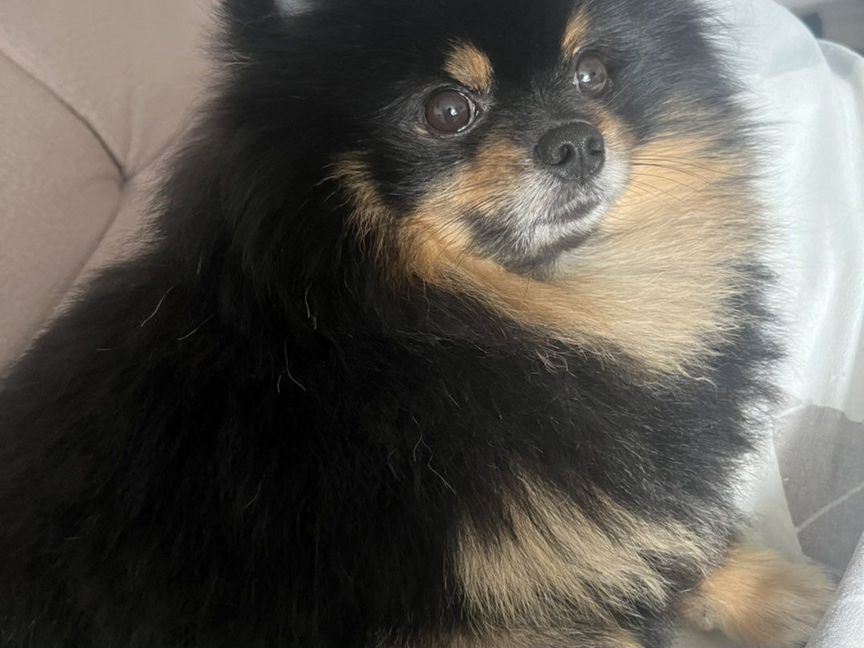 Немецкий шпиц вязка