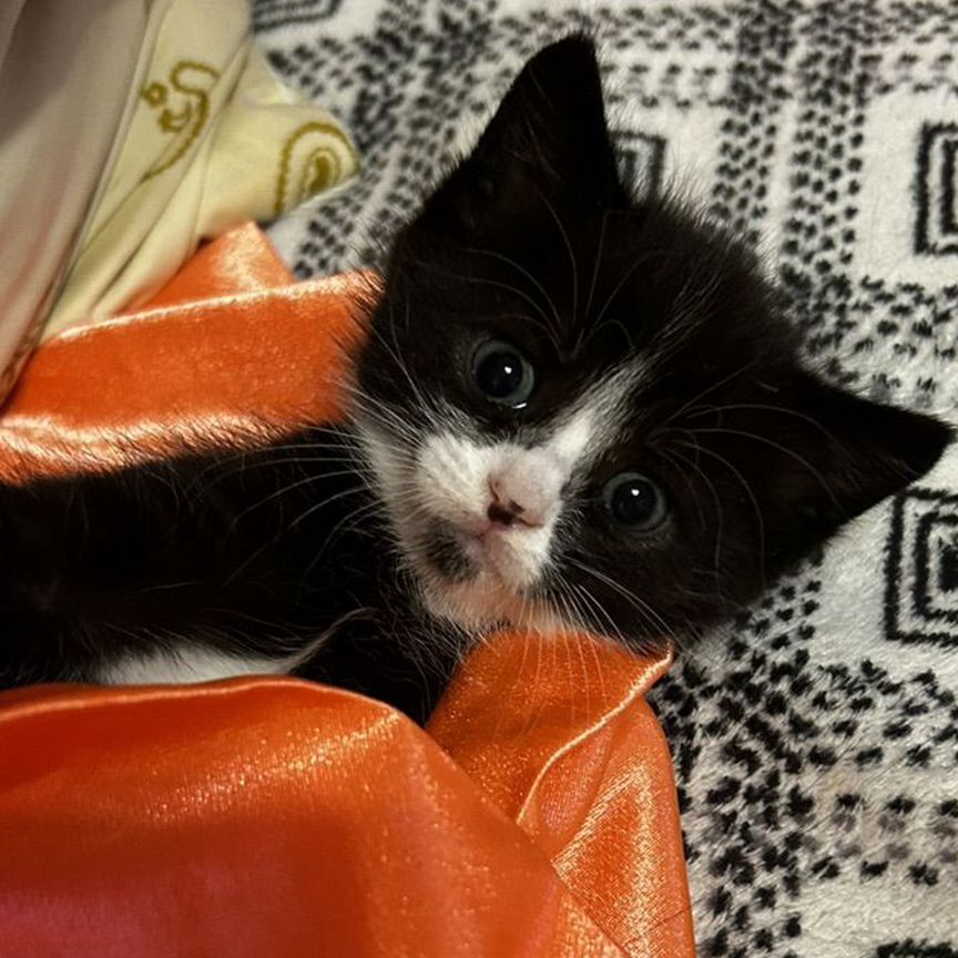 Котёнок в добрые руки