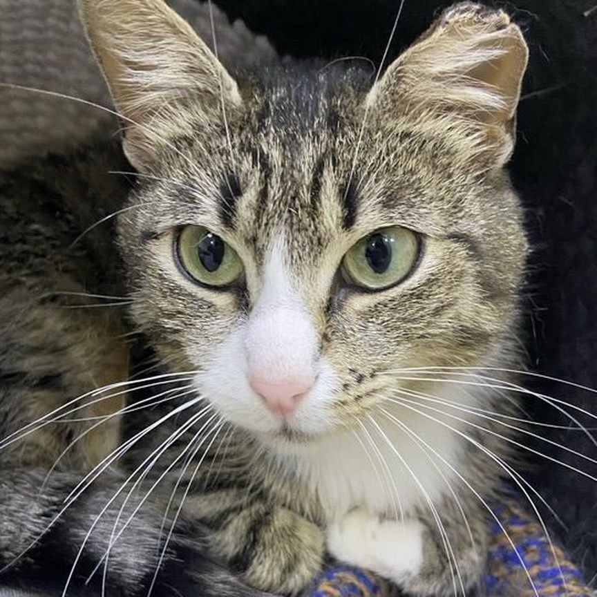 Кошка Ессения очаровательная