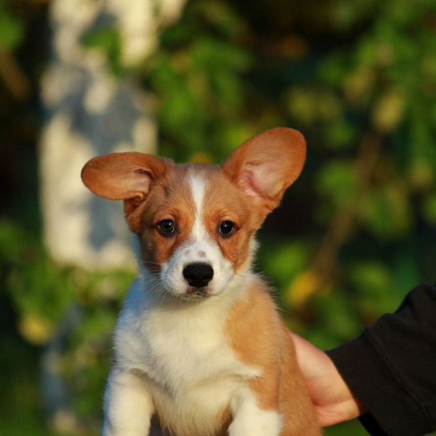 Замечательные щенки Вельш Корги Кардиган