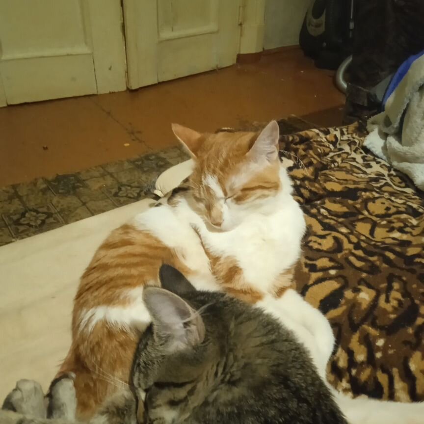Отдам в добрые руки котят,ко всему приучены