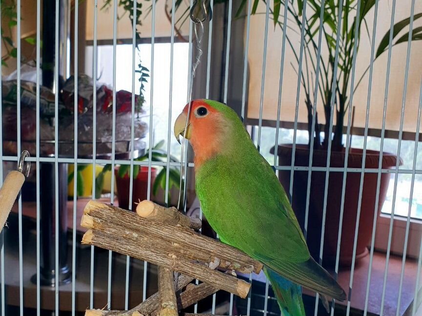 Попугай неразлучник