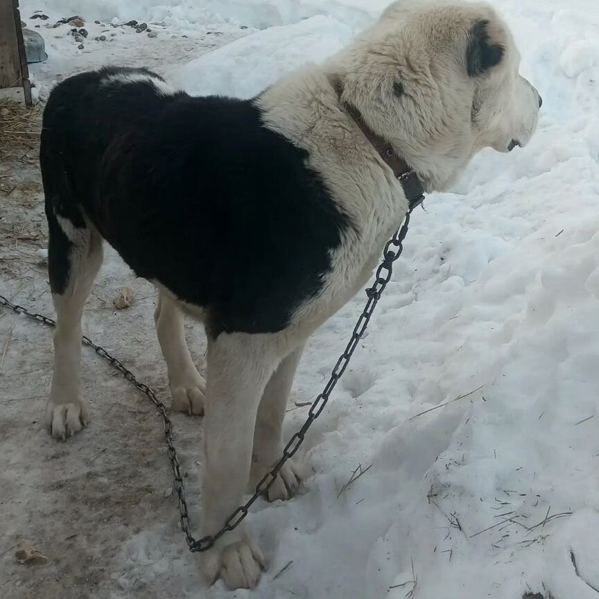 Среднеазиатская овчарка, взрослая собака