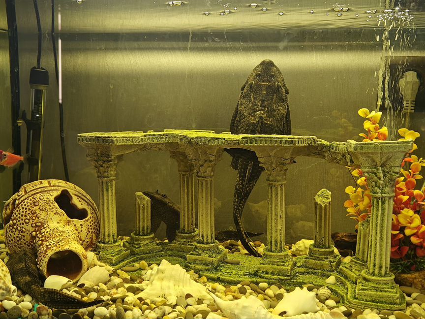 Аквариумные рыбки сомики сом