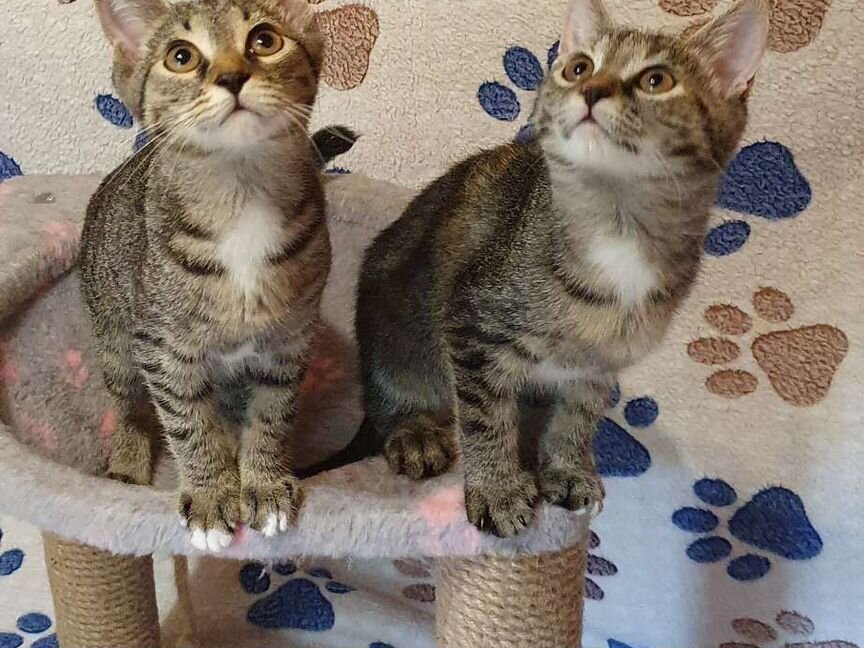 Котята в добрые руки бесплатно